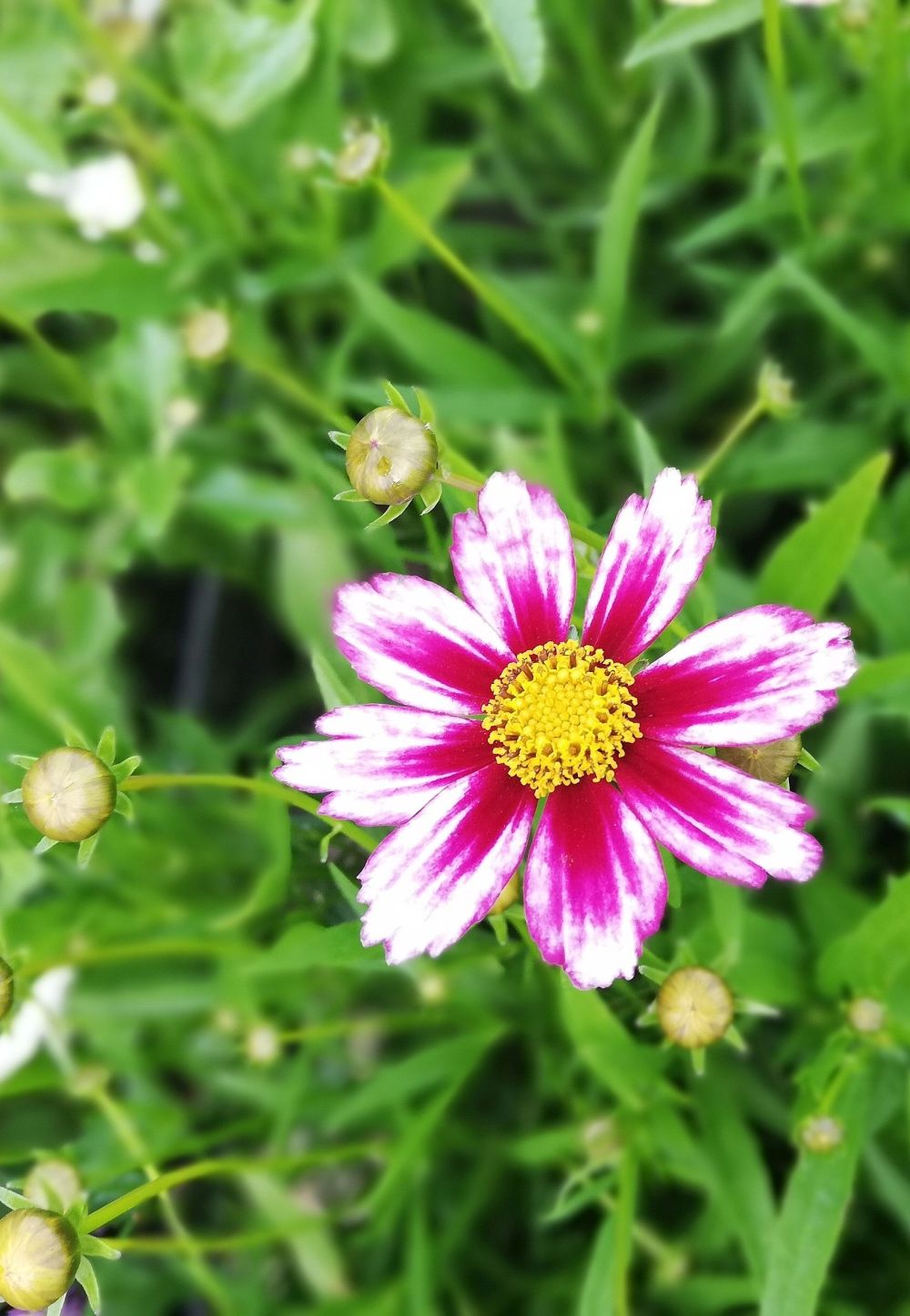 News - Madrona Nursery