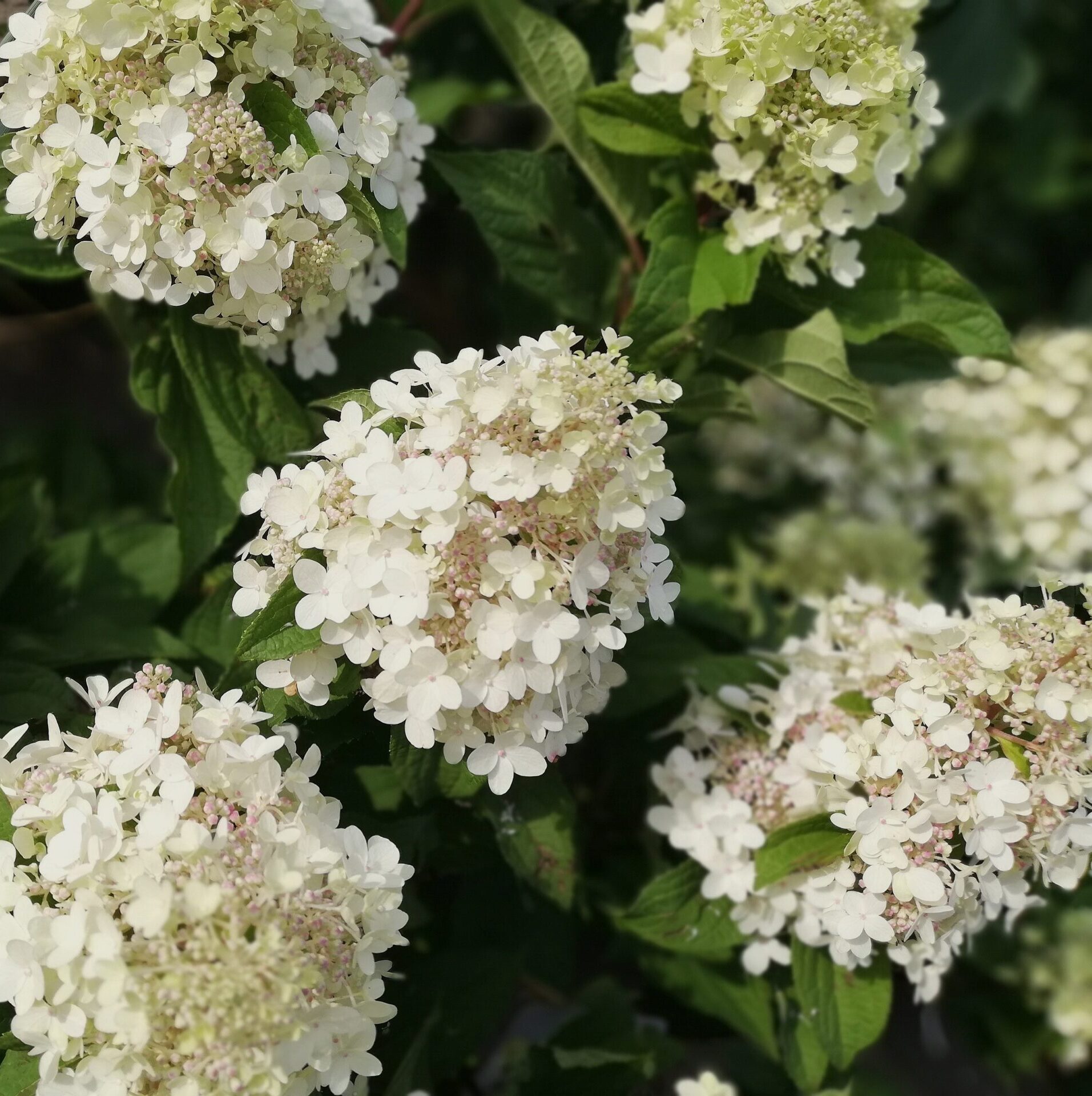 News - Madrona Nursery