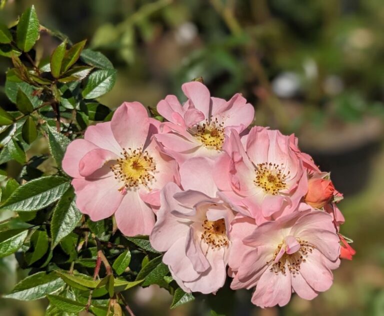 Plants - Madrona Nursery
